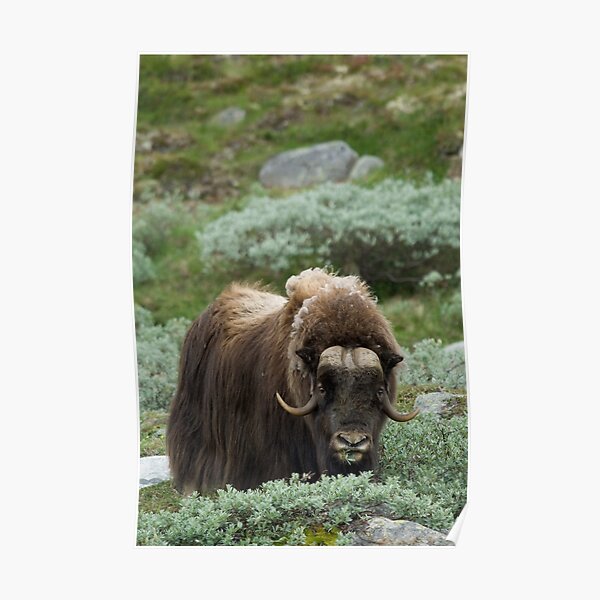 "Muskox, musk ox, musk-ox " Poster for Sale by KlaraMacinka | Redbubble