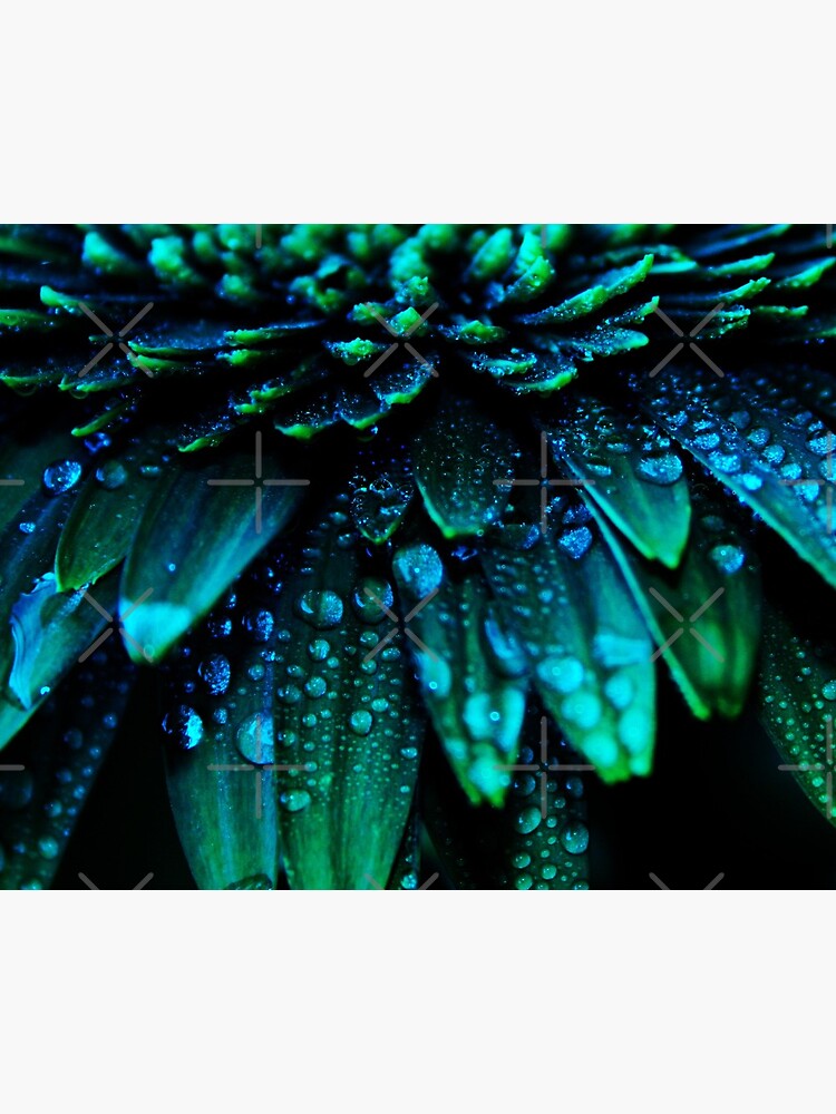 "Gerbera Daisy - Midnight Blue Flower photography by Ingrid Beddoes ...