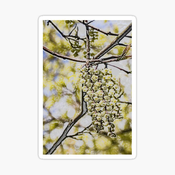 "Winter Hazel" Sticker by sarahfmorris | Redbubble