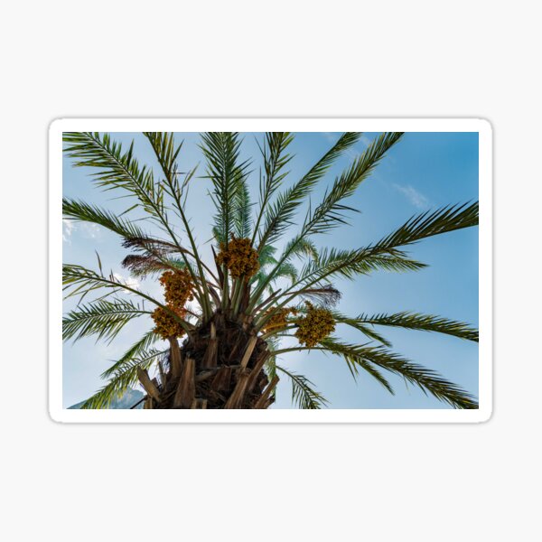 "Palm tree with clear sky" Sticker for Sale by questcreations | Redbubble