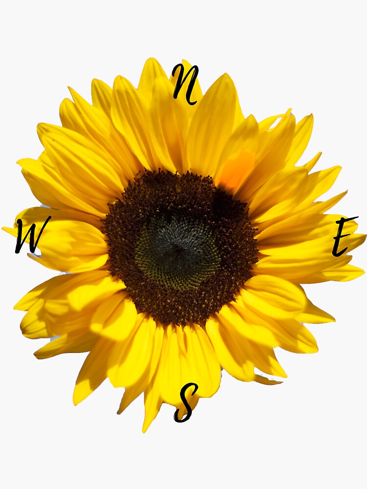 "sunflower compass clock" Sticker for Sale by gtoney | Redbubble
