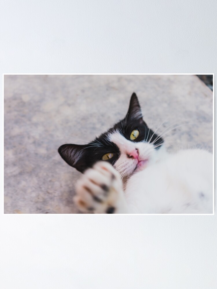 "Black and white cat reaching out" Poster for Sale by questcreations ...