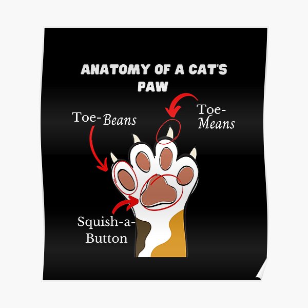 "Anatomy of a Cat's Paw" Poster for Sale by Painted-Magpie | Redbubble
