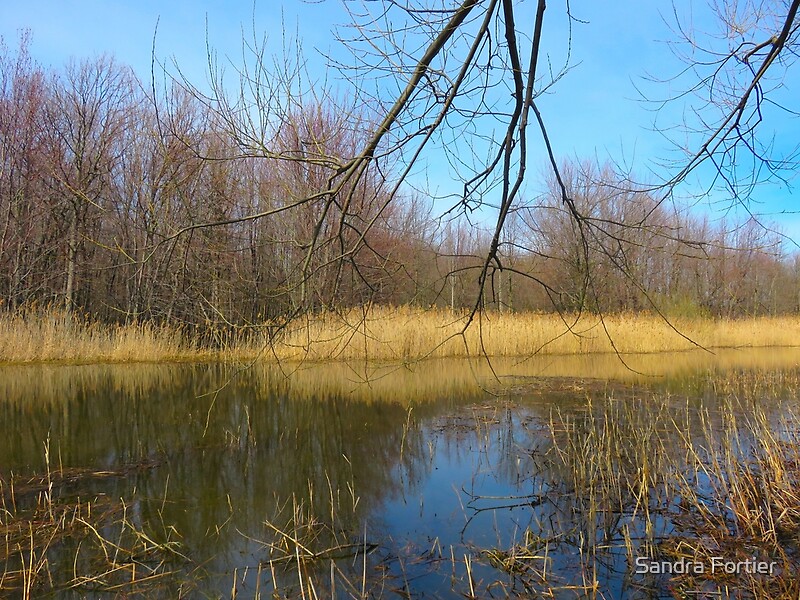 « Herbe Sauvage » par Sandra Fortier | Redbubble