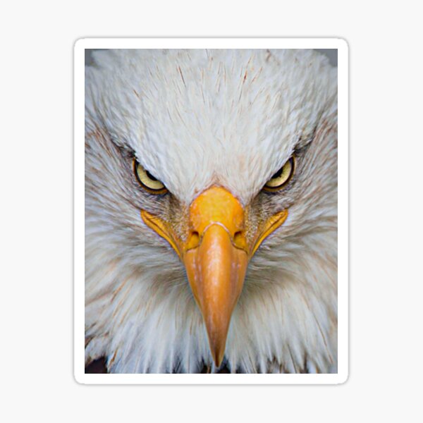 "EAGLE PHOTO CLOSE UP FRONT VIEW" Sticker for Sale by Teriusa | Redbubble