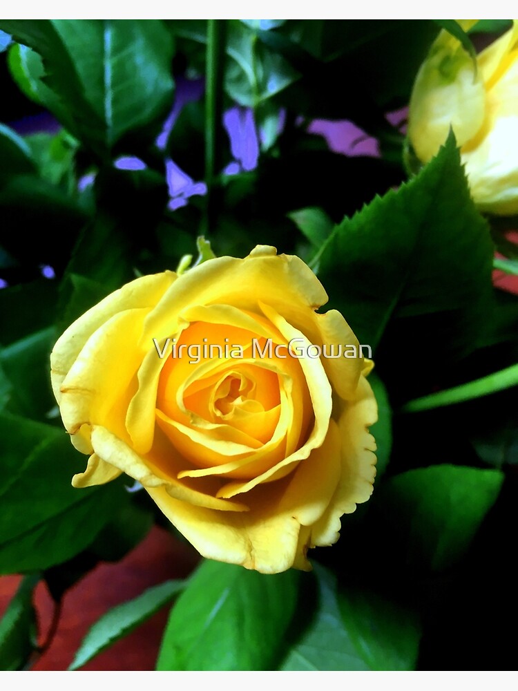 "Yellow sunshine rose " Poster for Sale by ginnymac | Redbubble