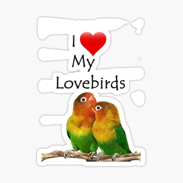 "I Love My Love Birds, Parrot Pet Quote, Red Heart, Exotic Bird, Text ...