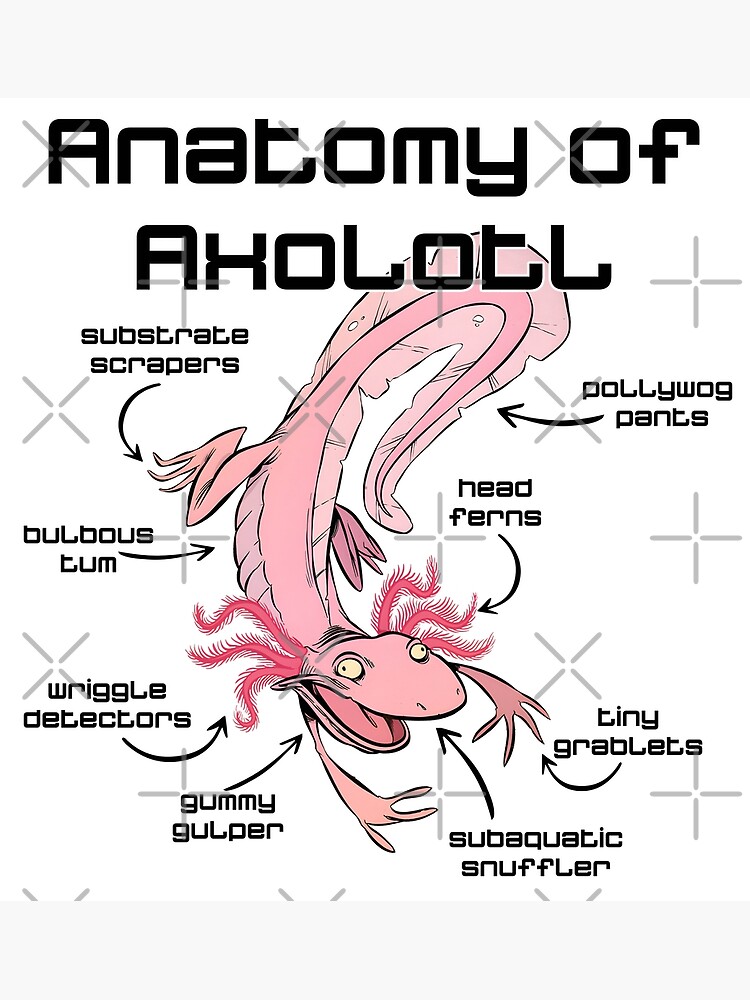 "ANATOMY OF an AXOLOTL AXLOTL" Poster for Sale by lukas69graphic ...