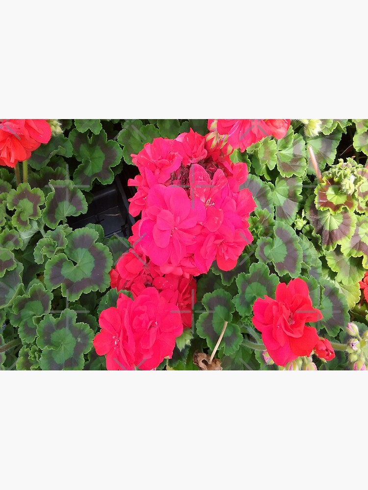 "Geranium American Red Pretty Flowers" Sticker for Sale by cascadecuts ...