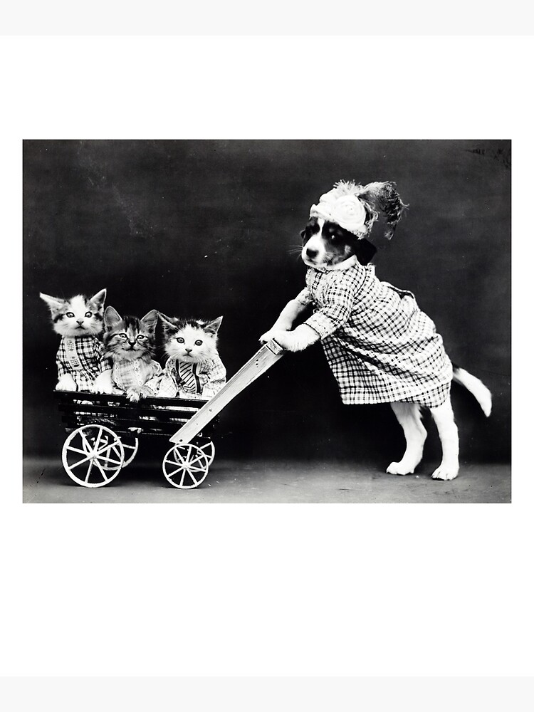 "Dog Pushing Kitten in a Stroller " Poster for Sale by HLKSHOP | Redbubble