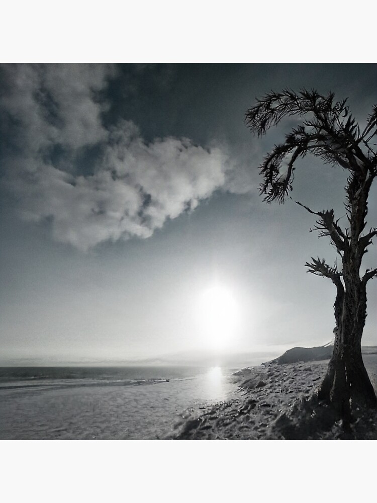 "Dying Beach Tree" Poster for Sale by FaceDeskDesign | Redbubble