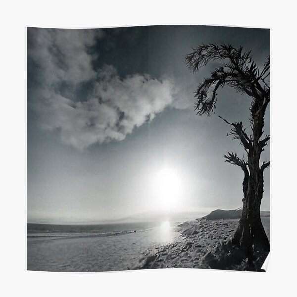 "Dying Beach Tree" Poster for Sale by FaceDeskDesign | Redbubble