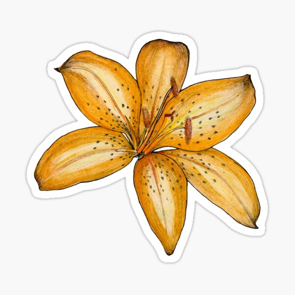 "Orange Lily Flower" Sticker for Sale by skye-studio | Redbubble