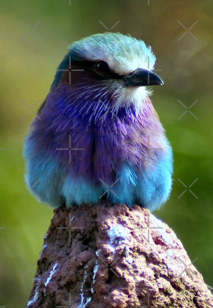 "Pretty Little Bird too (Lilac Fronted Roller)" by Yampimon | Redbubble