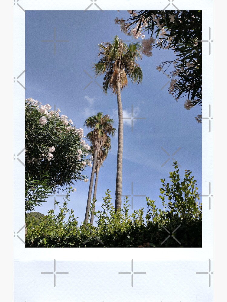 "Capri Palm Trees Polaroid" Sticker for Sale by SundreamDesigns | Redbubble