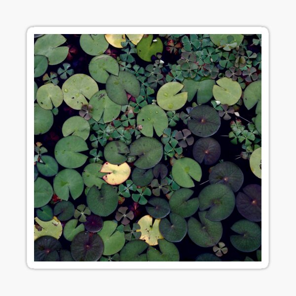"Lily Pads" Sticker for Sale by colorandpattern | Redbubble
