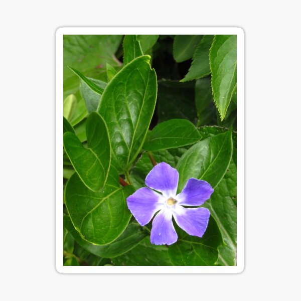 "Periwinkle" Sticker for Sale by wiggyofipswich | Redbubble