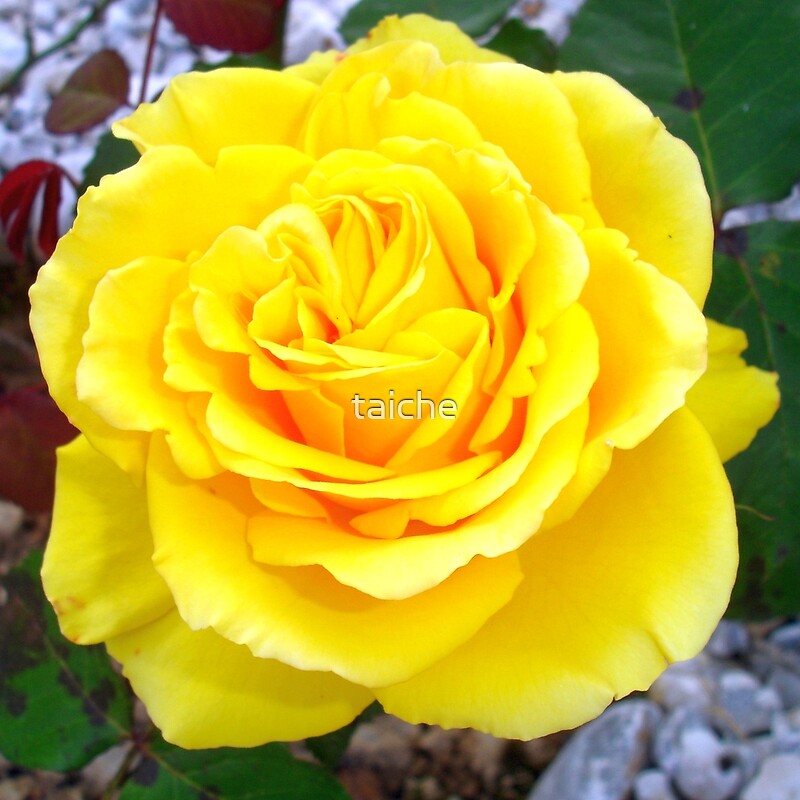 "Golden Yellow Rose with Garden Background" by taiche | Redbubble