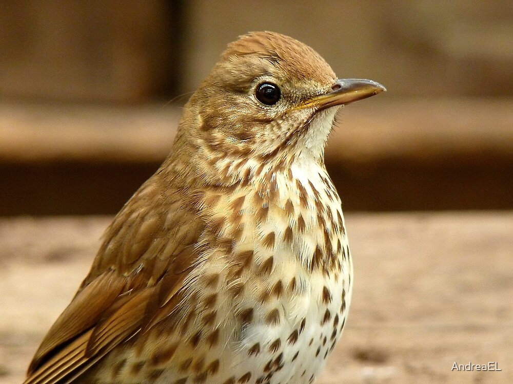 "I'm As Beautiful As My Song Is..! - Song Thrush - NZ" by AndreaEL ...