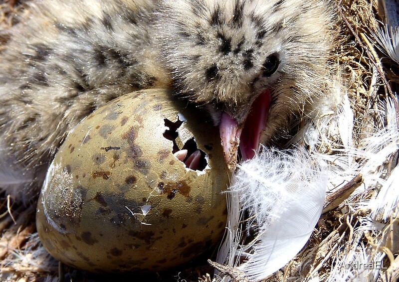 "Come on Pip, You Can Do It, I Did It! - Baby Seagull Hatching! - NZ ...