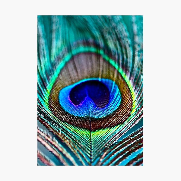 "Peacock Feather" Photographic Print for Sale by rapplatt | Redbubble