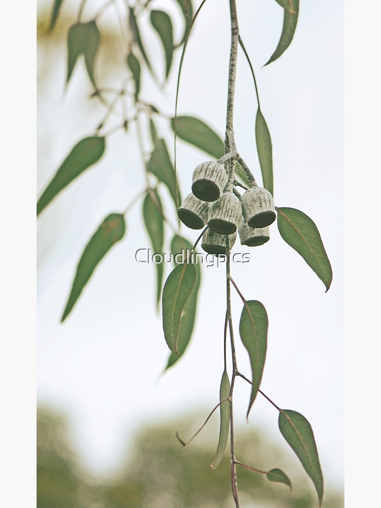 "Australian Flora - Eucalyptus Gum Nuts" Poster for Sale by ...