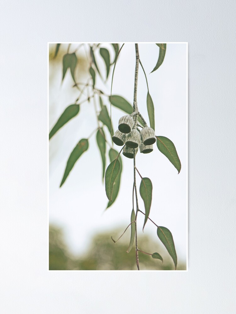 "Australian Flora - Eucalyptus Gum Nuts" Poster for Sale by ...