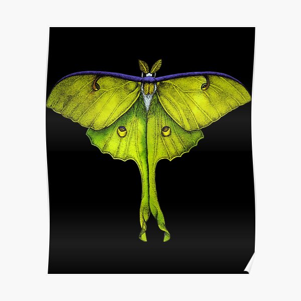 "luna moth Classic " Poster for Sale by galangjoebh | Redbubble
