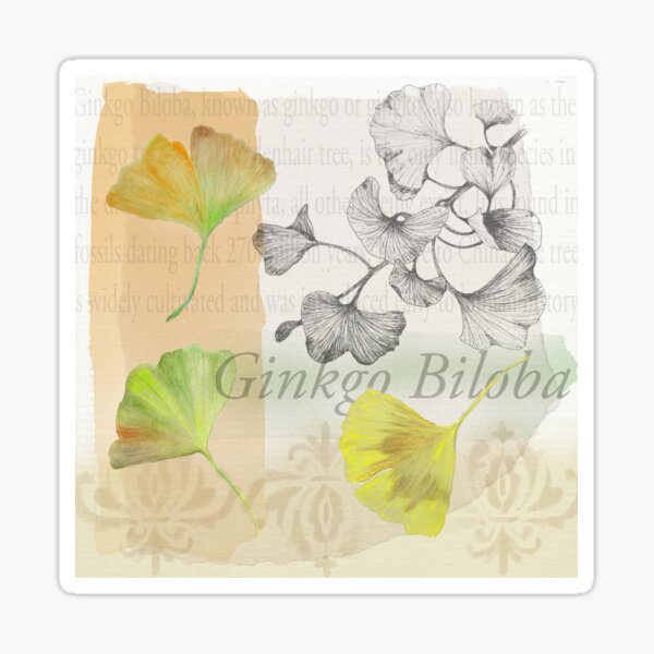 "Ginkgo Biloba by Journey Home Made" Sticker for Sale by ...