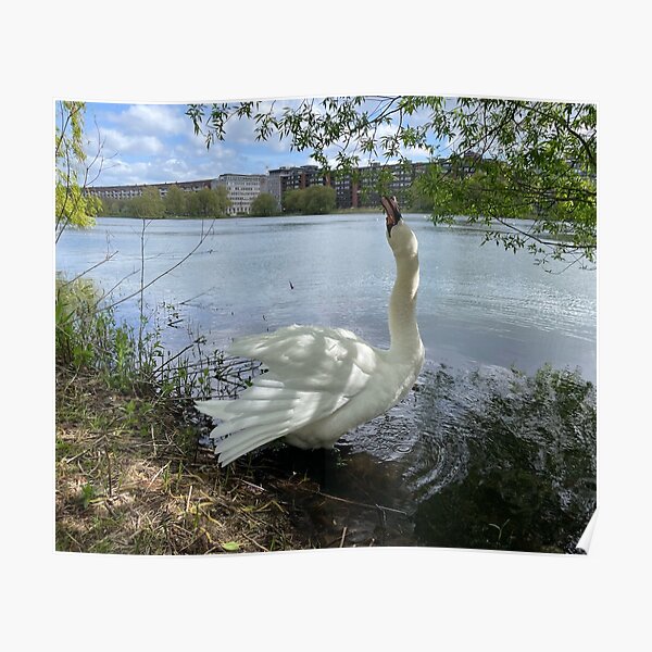 "Swan • Neck stretch • 2022" Poster for Sale by Mortinus | Redbubble