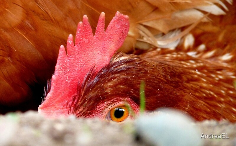 "I Spy With My Little Red Eye... - Red Shaver Hen - NZ" by AndreaEL ...