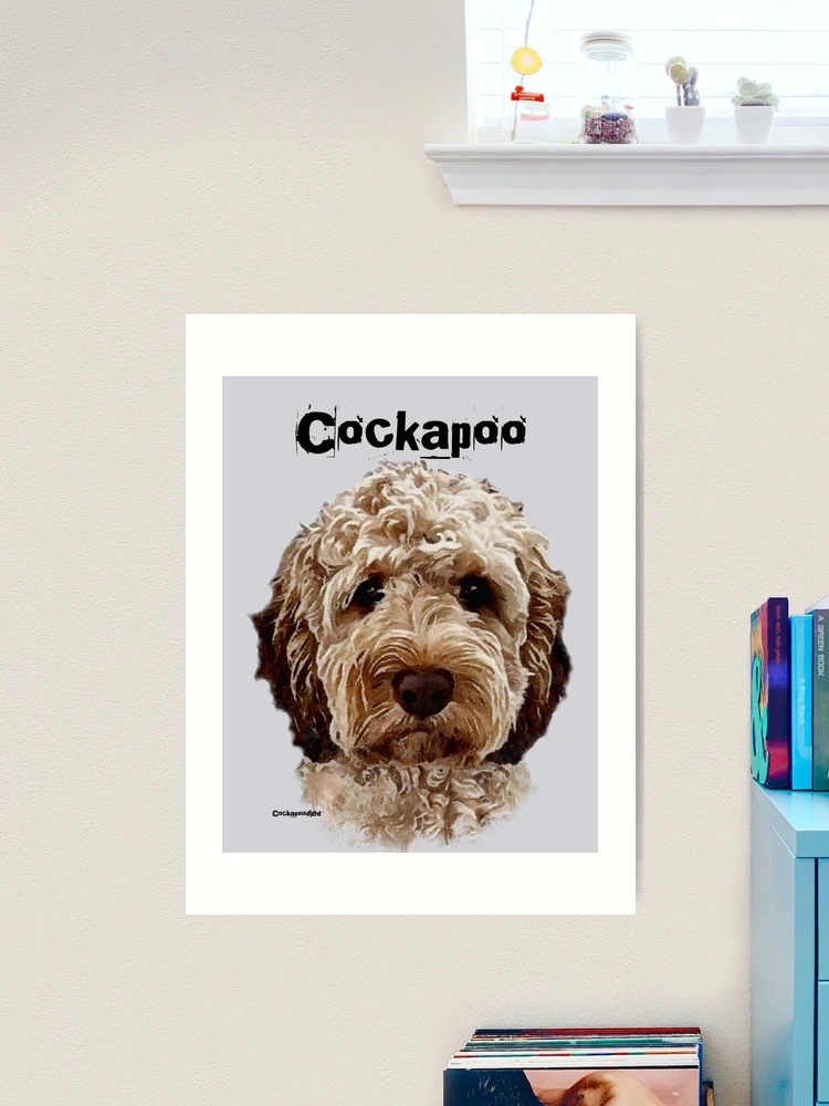 Cachorros De Cockapoo De Color Marrón Y Negro 2.000+ Cocker Spaniel