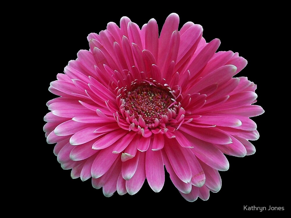 "Pink Gerbera Daisy on Black Background" by Kathryn Jones | Redbubble