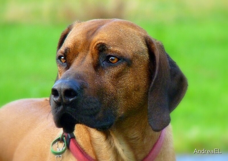 "Was That A Wabbit! - Mans Best Friend! - Dog - NZ" by AndreaEL | Redbubble