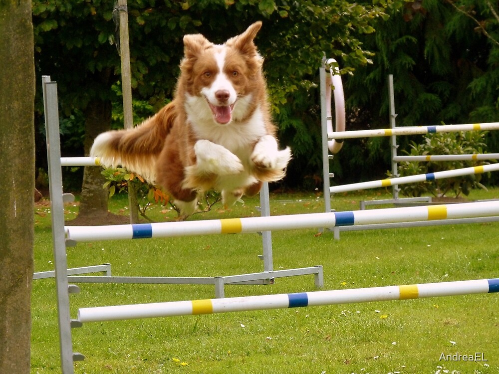« Marty & Betty ... Ils dirigent les Pukerau Kennels & Cattery. Un ...