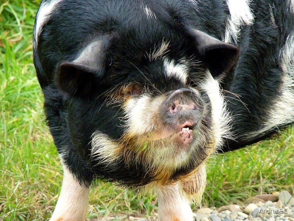 "This Little Piggy Had Roast Beef!!! - Pig - NZ" by AndreaEL | Redbubble