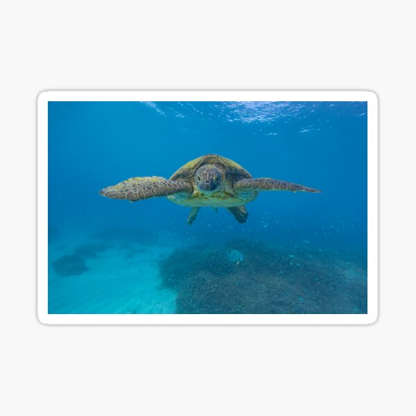 "Old Green Turtle" Sticker for Sale by colindavisphoto | Redbubble