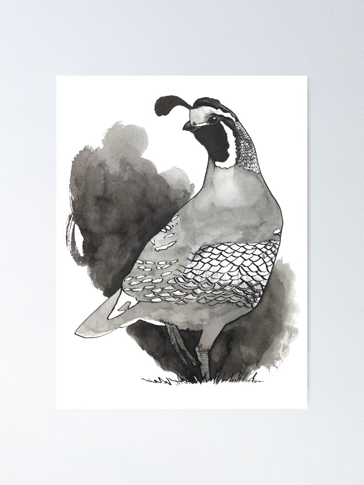 Quail Drawing Pattern