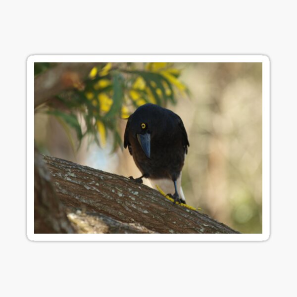 Currawong Gifts & Merchandise | Redbubble