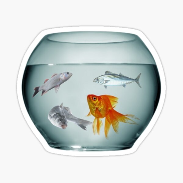 "Anchovy swimming in aquarium" Sticker for Sale by HUSEYINYILDIZ ...