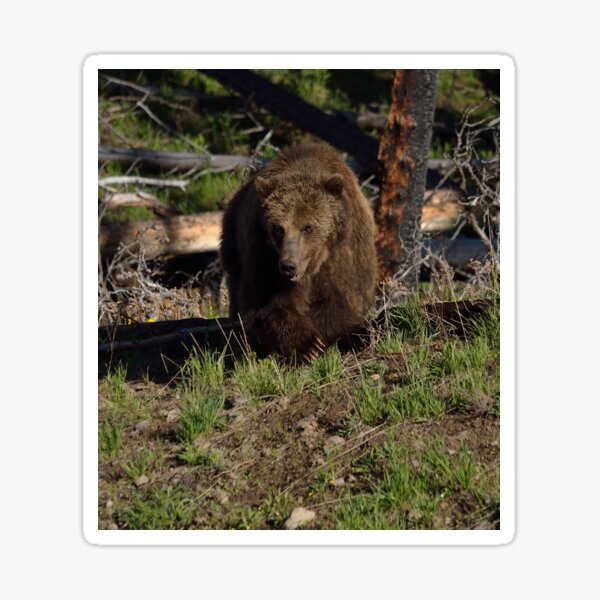 "power walking" Sticker for Sale by grizzbass | Redbubble