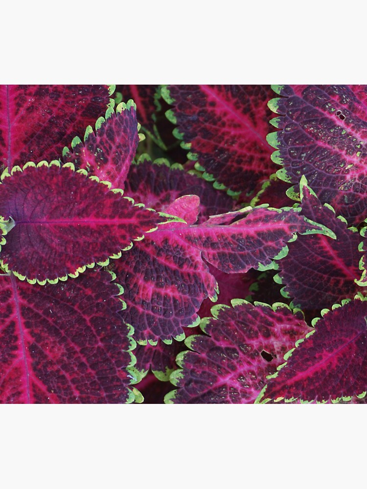 "Vault Flower Pattern " Sticker by FantasyArtStore | Redbubble