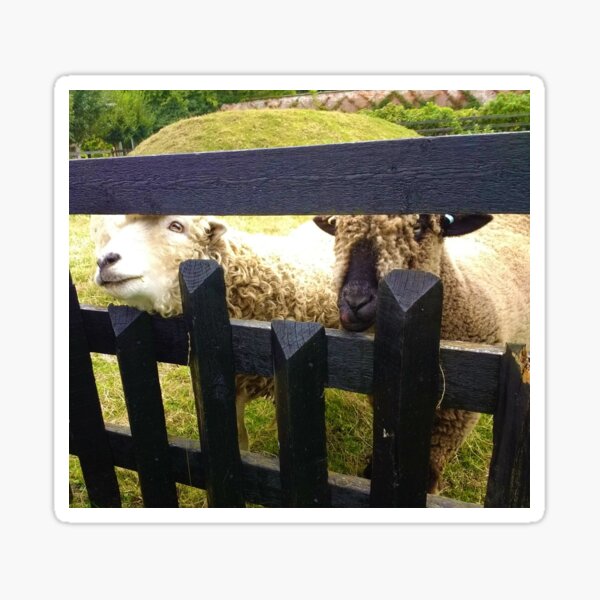 "M.I. #168 |☼| Sheep Peeking Through Fence (Elsham Hall, Gardens ...