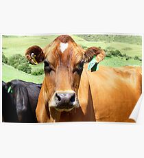 Jersey Cow: Posters | Redbubble