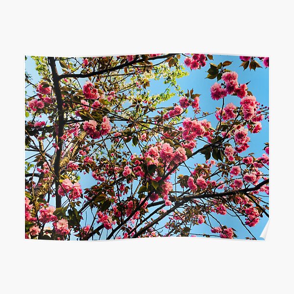 "Cherry tree" Poster for Sale by Oifida | Redbubble