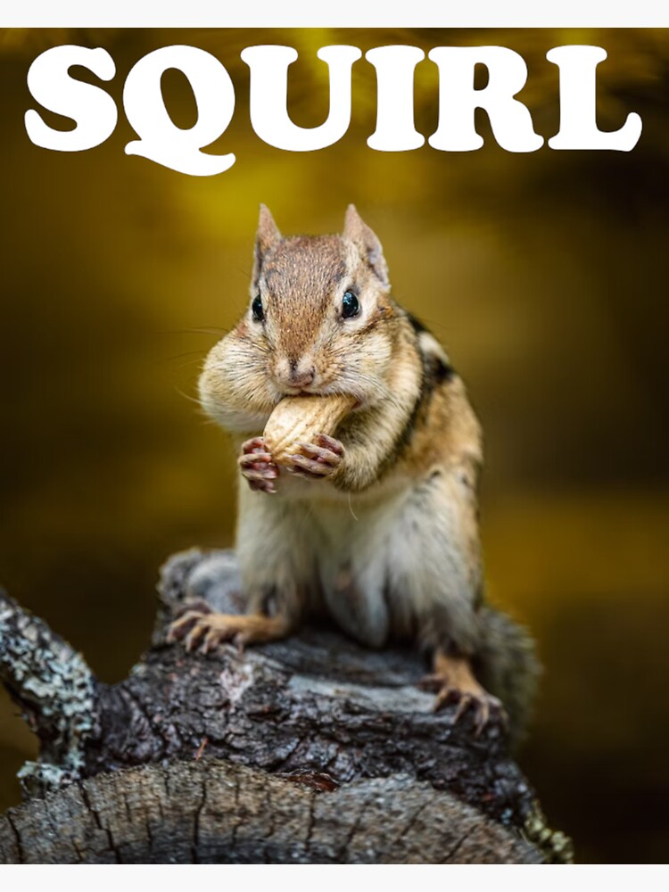 "Squirrel Chipmunk Cute Funny Squirl Irony Joke Meme 2" Sticker for ...