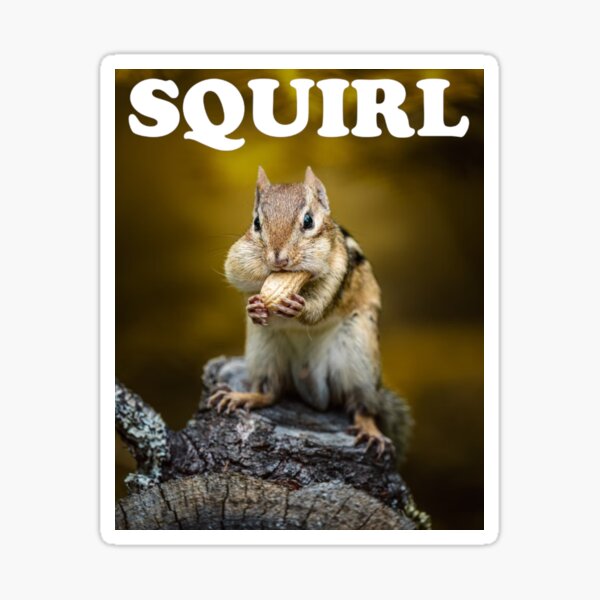 "Squirrel Chipmunk Cute Funny Squirl Irony Joke Meme 2" Sticker for ...