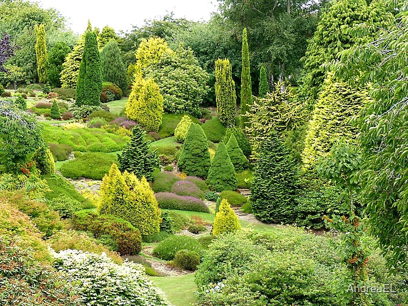 "Conifer Corner - Maple Glen - Southland - NZ" by AndreaEL | Redbubble