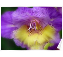 "Splendid Beauty! - Gladiolus Flower - Gore NZ" by AndreaEL | Redbubble