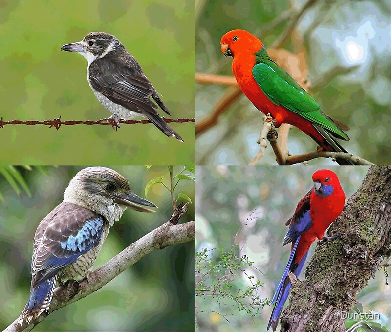 "Native Birds Of Australia" Posters by Dunstan | Redbubble